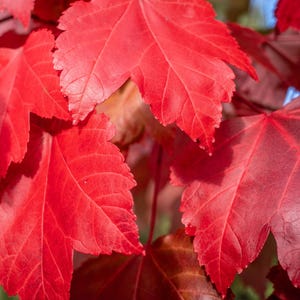 25 Scarlet Carolina Red Maple Tree Acer Rubrum Seeds Etsy