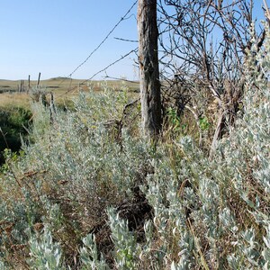 100 SILVER SAGEBRUSH Artemisia Cana Dwarf Sagebrush / Silver Wormwood ...