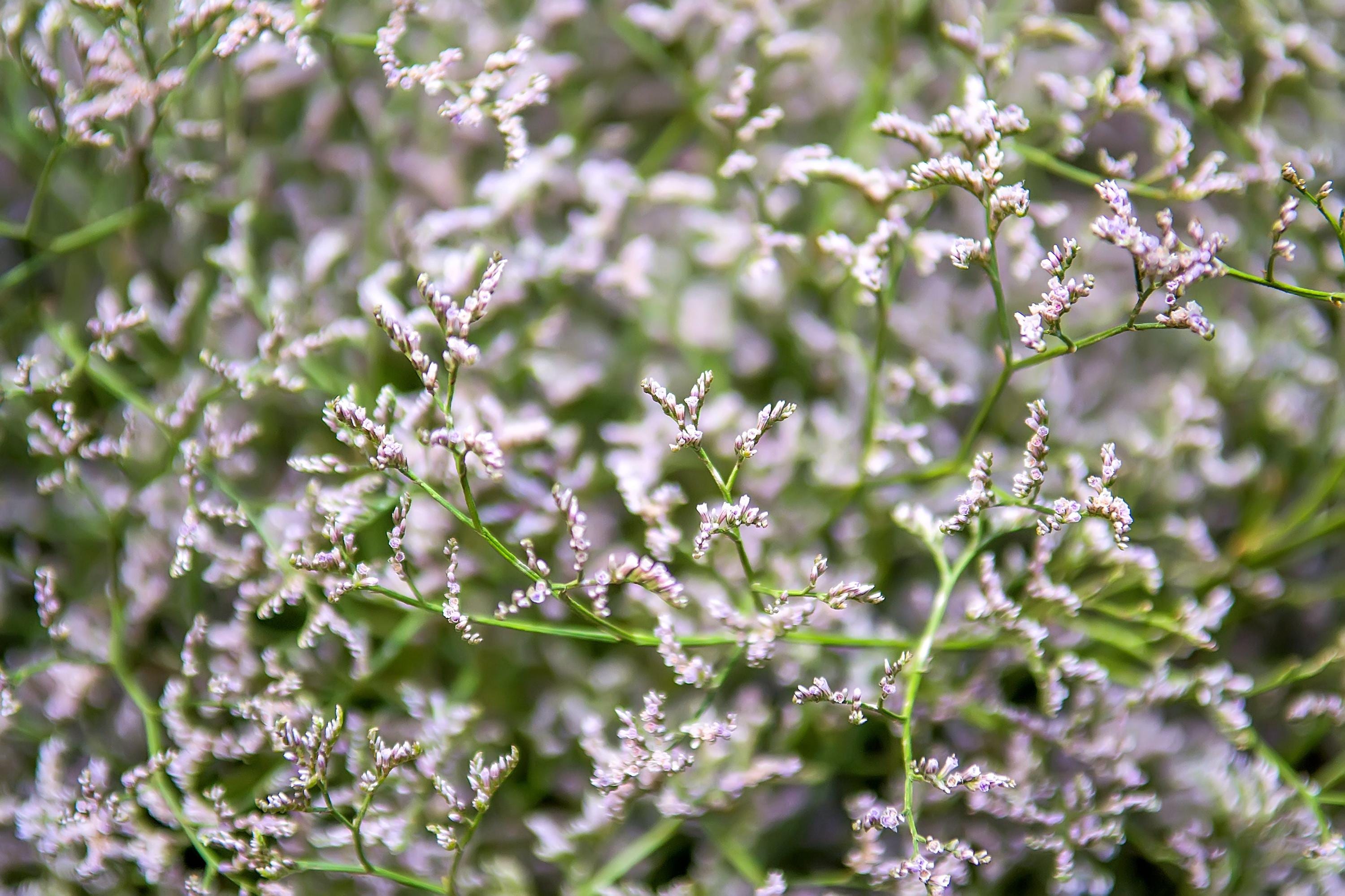 30 GERMAN STATICE White Sea Lavender Goniolimon Tataricum Limonium ...