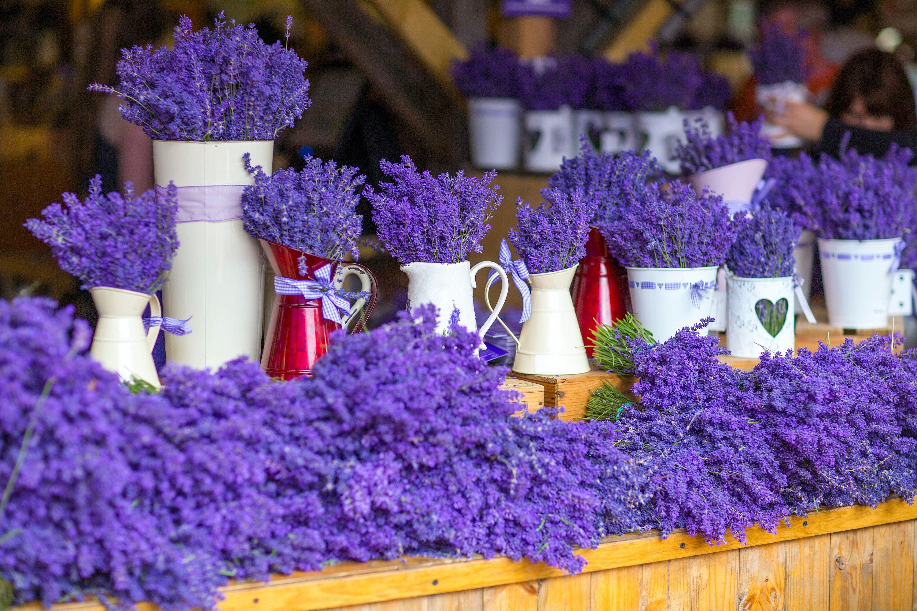 20 DWARF MUNSTEAD LAVENDER Blue English Lavandula Angustifolia Munstead ...
