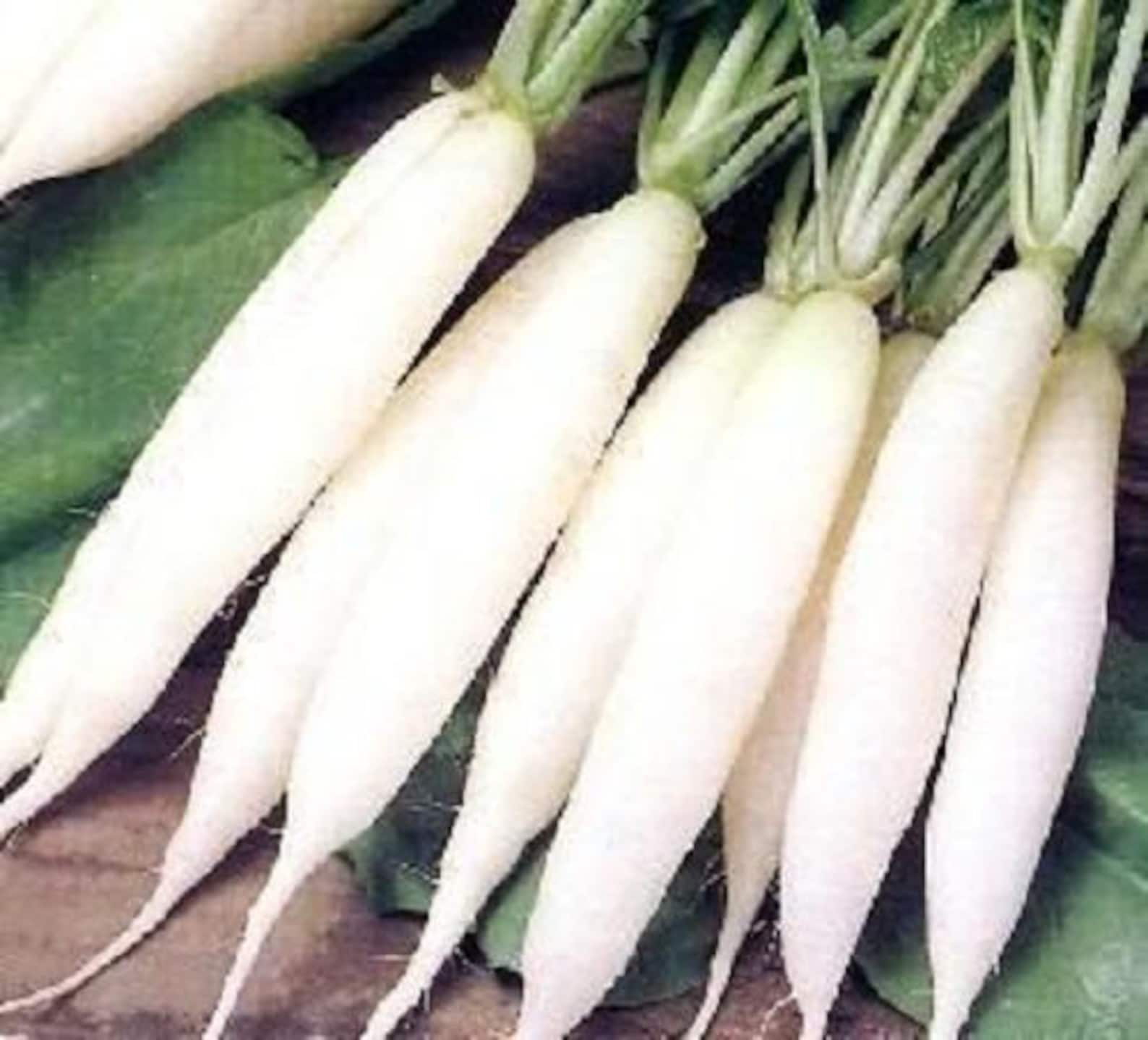1250 WHITE ICICLE RADISH Raphanus Sativus Vegetable Seeds - Etsy