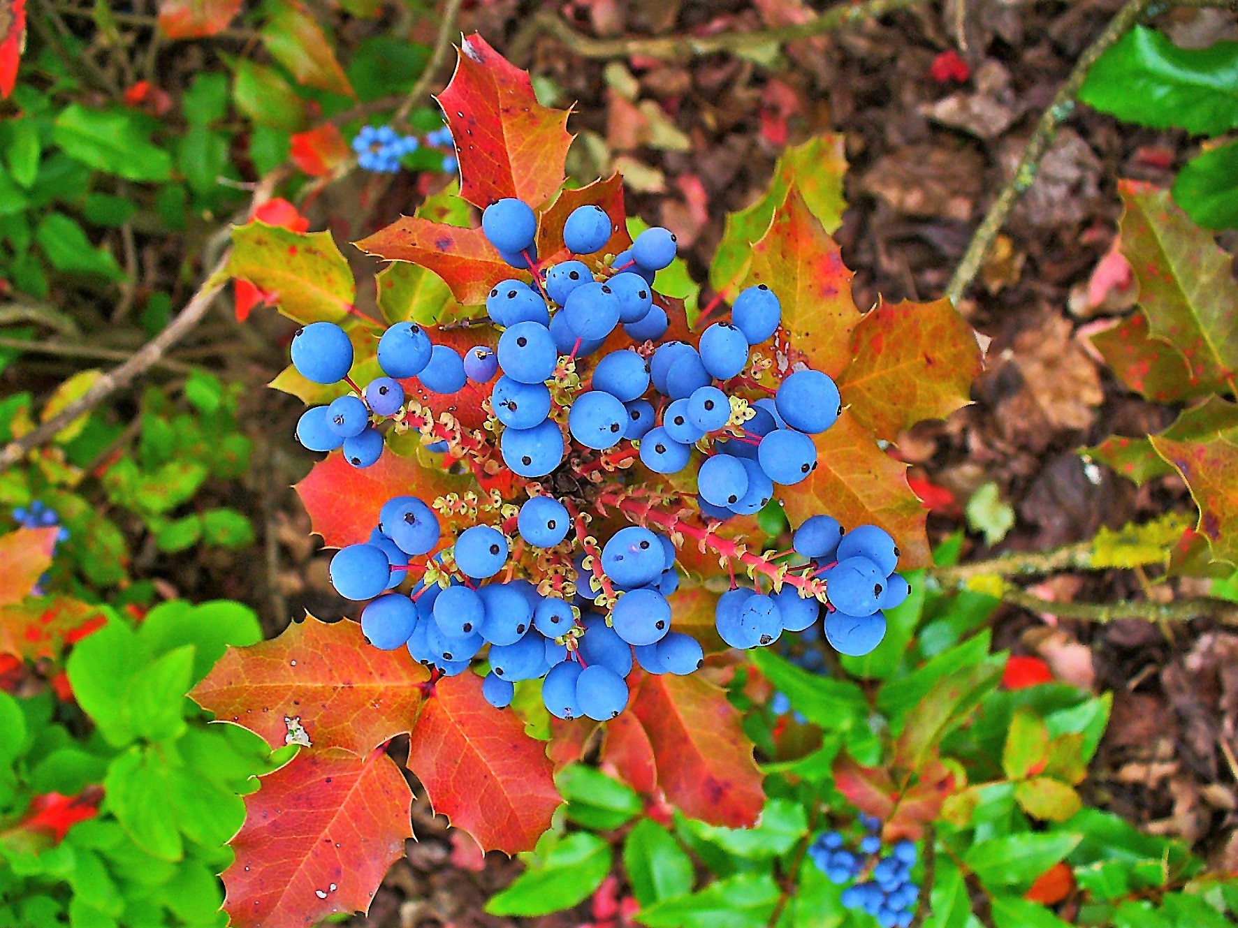 20 OREGON GRAPE Holly Fruit Vine Hollyleaved Barberry Mahonia ...