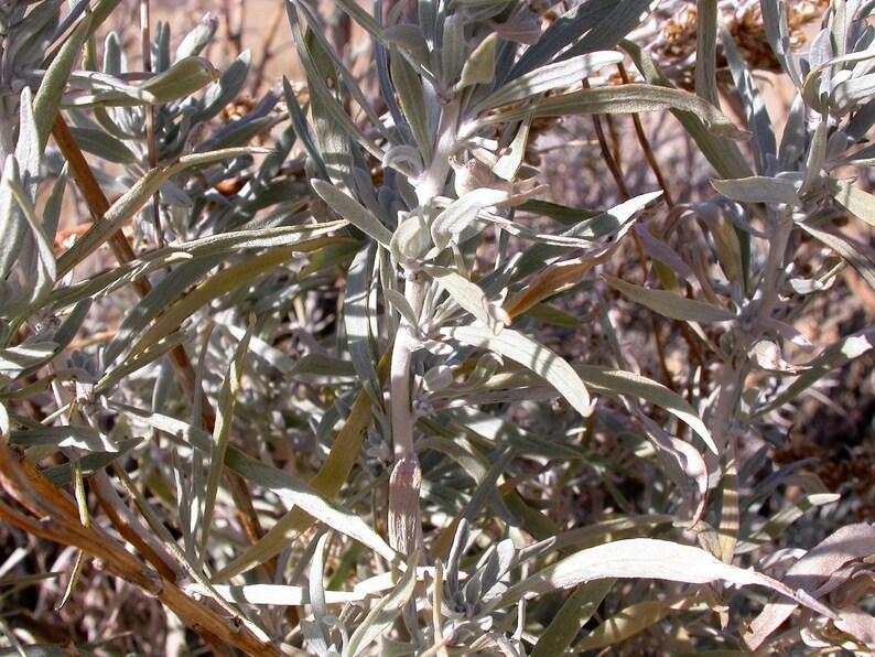 100 SILVER SAGEBRUSH Artemisia Cana Dwarf Sagebrush / Silver - Etsy