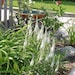 50 Mixed Colors VERONICA SIGHTSEEING MIXTURE spike Speedwell Veronica ...