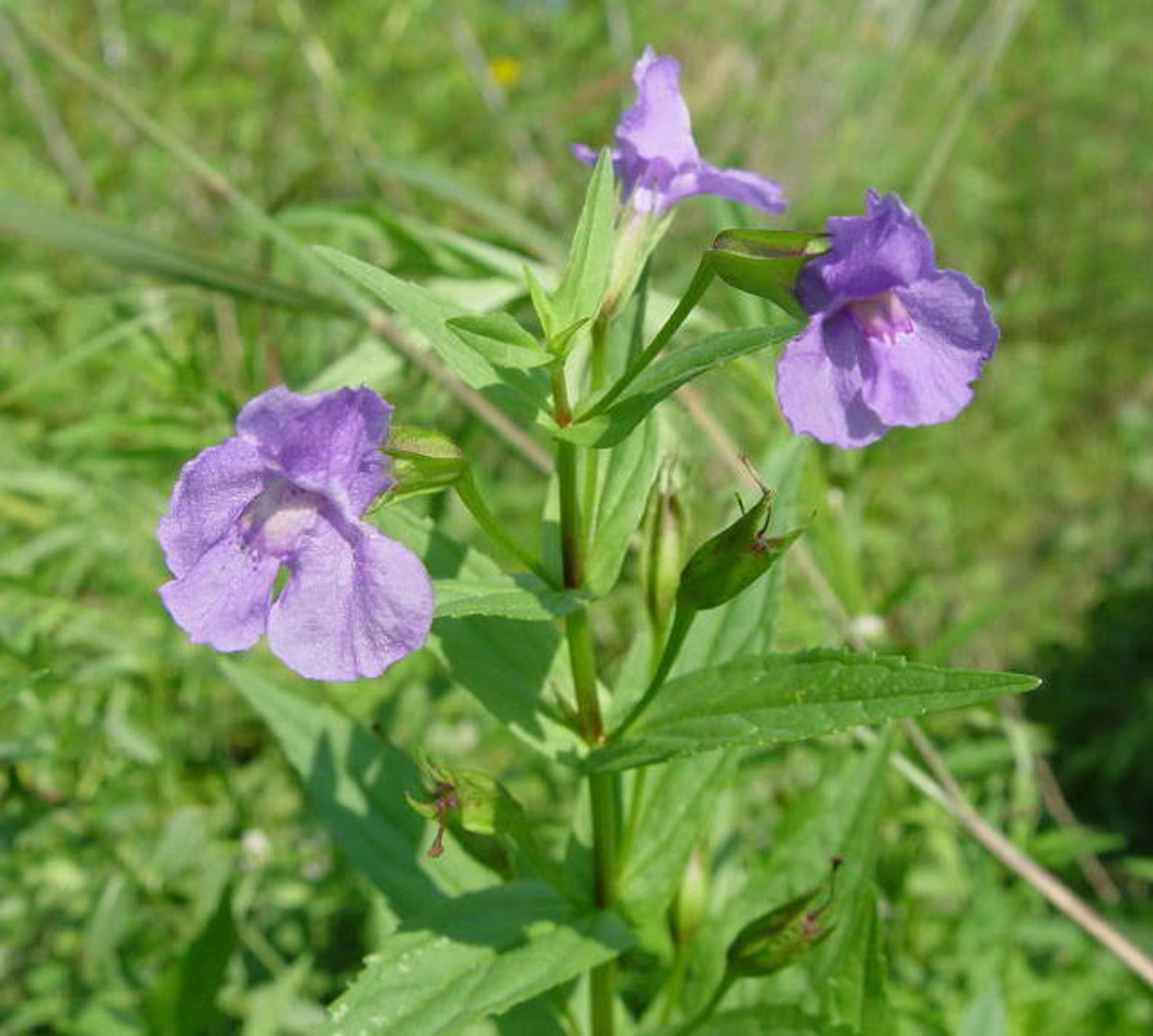 250 PURPLE MONKEY FLOWER Mimulus Ringens Seeds flat Shipping | Etsy