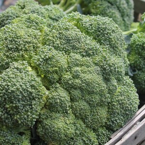 1000 CALABRESE BROCCOLI ITALIAN Green Sprouting Vegetable Brassica ...