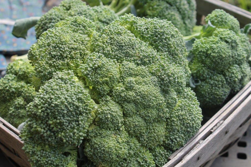 1000 CALABRESE BROCCOLI ITALIAN Green Sprouting Vegetable Brassica ...