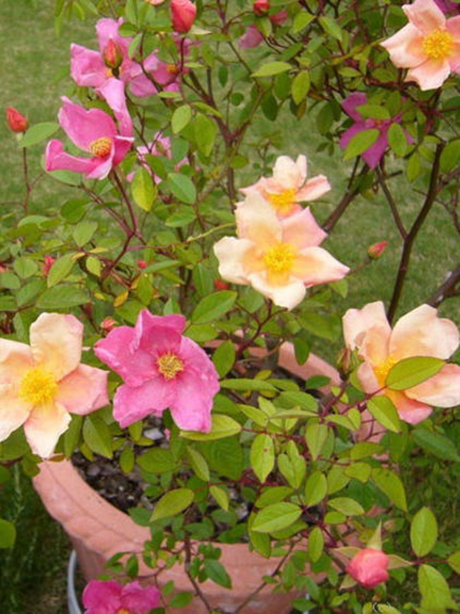 25 Mixed Colors ANGEL WINGS Miniature ROSE Bush Mix Rosa Chinensis ...