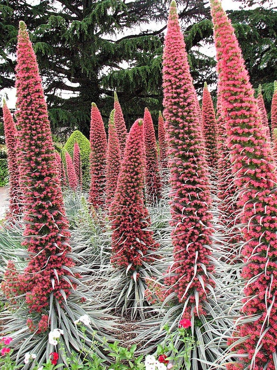 25 TOWER OF JEWELS Red Bugloss Echium Wildpretii Ruby - Etsy