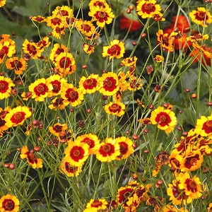 1000 GOLDEN WAVE COREOPSIS goldenmane Tickseed Coreopsis Basalis Flower ...