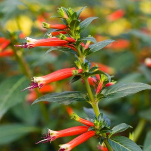 10 Red CIGAR PLANT Mexican Firecracker Cuphea Ignea - Etsy
