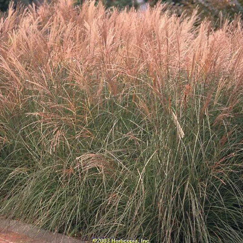 Purple Fountain Grass - Etsy