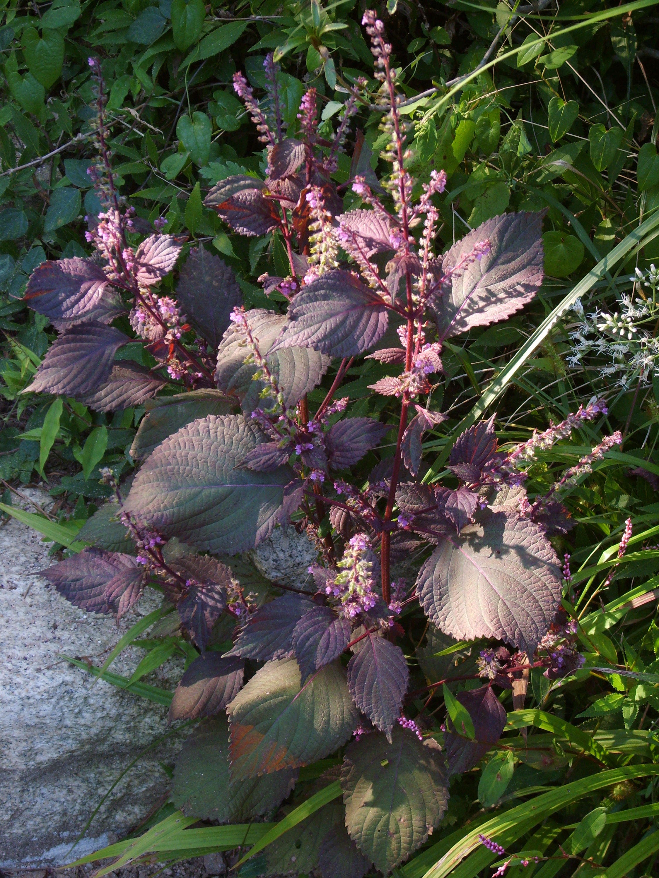 300 PURPLE SHISO Aka PERILLA Frutescens Ornamental Herb Seeds - Etsy