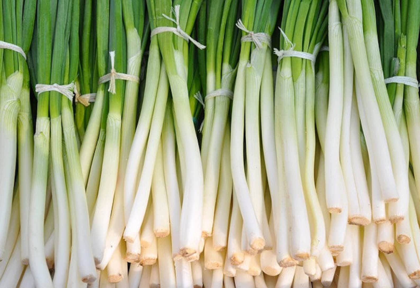 300 Evergreen NEBUKA BUNCHING ONION Japanese Allium Fistulosum - Etsy