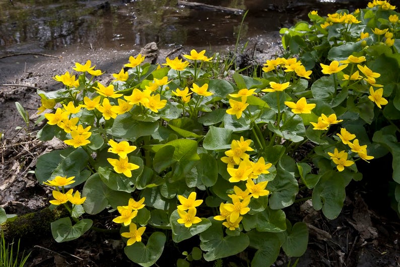 200 Yellow SWAMP MARIGOLD Bidens Aristosa Mutica Flower - Etsy