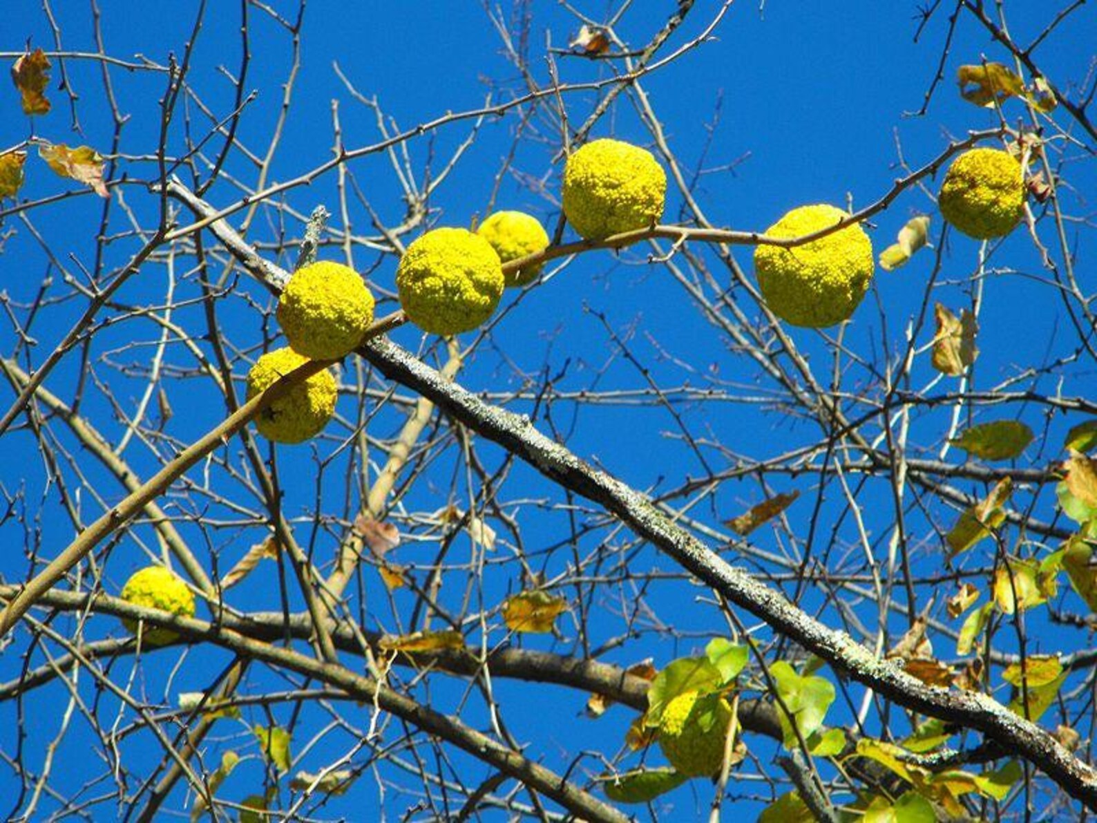 10 HEDGE APPLE Osage Orange Horse Apple Monkey Ball Maclura Pomifera ...
