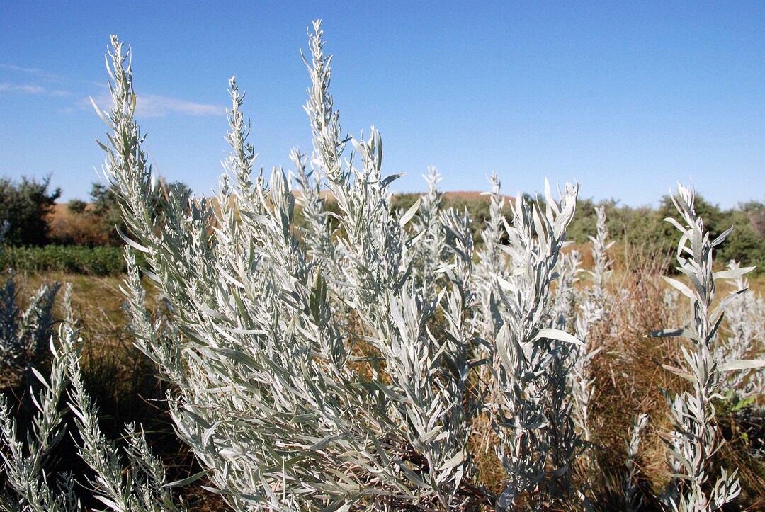 100 SILVER SAGEBRUSH Artemisia Cana Dwarf Sagebrush / Silver Wormwood ...