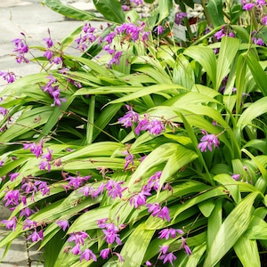 50 Hardy CHINESE GROUND ORCHID Bletilla Striata Purple Flower Seeds - Etsy
