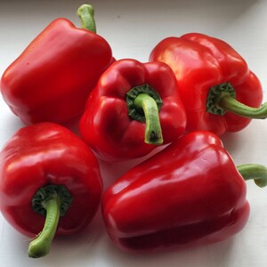 150 BIG RED Bell PEPPER Sweet Capsicum Annuum Vegetable Seeds comb Ship ...