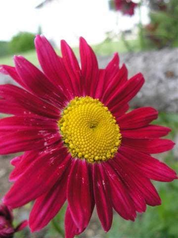 100 RED ROBINSONS DAISY Painted Chrysanthemum Coccineum | Etsy