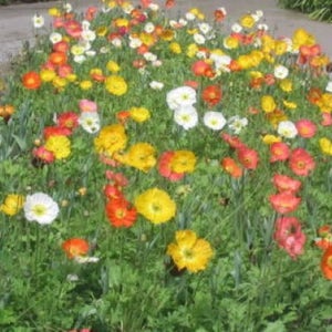 2500 ICELAND POPPY MIX Papaver Nudicaule Mixed Colors Flower Seeds comb ...