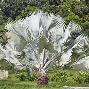 5 SILVER SAW PALMETTO Serenoa Repens American Dwarf Palm Tree Shrub ...
