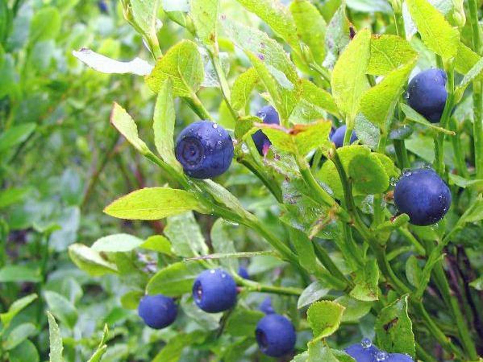 20 Common BILBERRY Fruit Shrub European Blueberry Vaccinium - Etsy