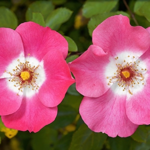 25 SWEET BRIAR ROSE Multiple Shades of Pink Eglantine Rose Rosa ...