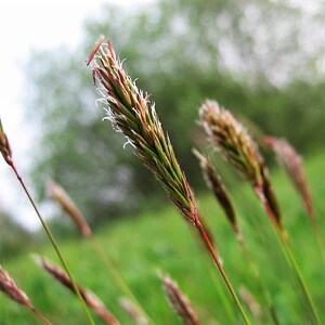 150 SWEET VERNAL GRASS Sweet Grass Vanilla Grass Anthoxanthum Odoratum ...