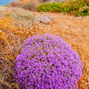 40 CONEHEAD THYME Thymus Capitatus Syn. Thymbra Capitata Mediterranean ...
