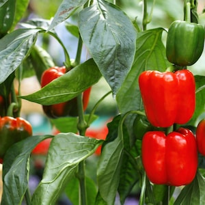 20 Organic Red MINI BELL PEPPER Sweet Mild Miniature Capsicum Annuum ...