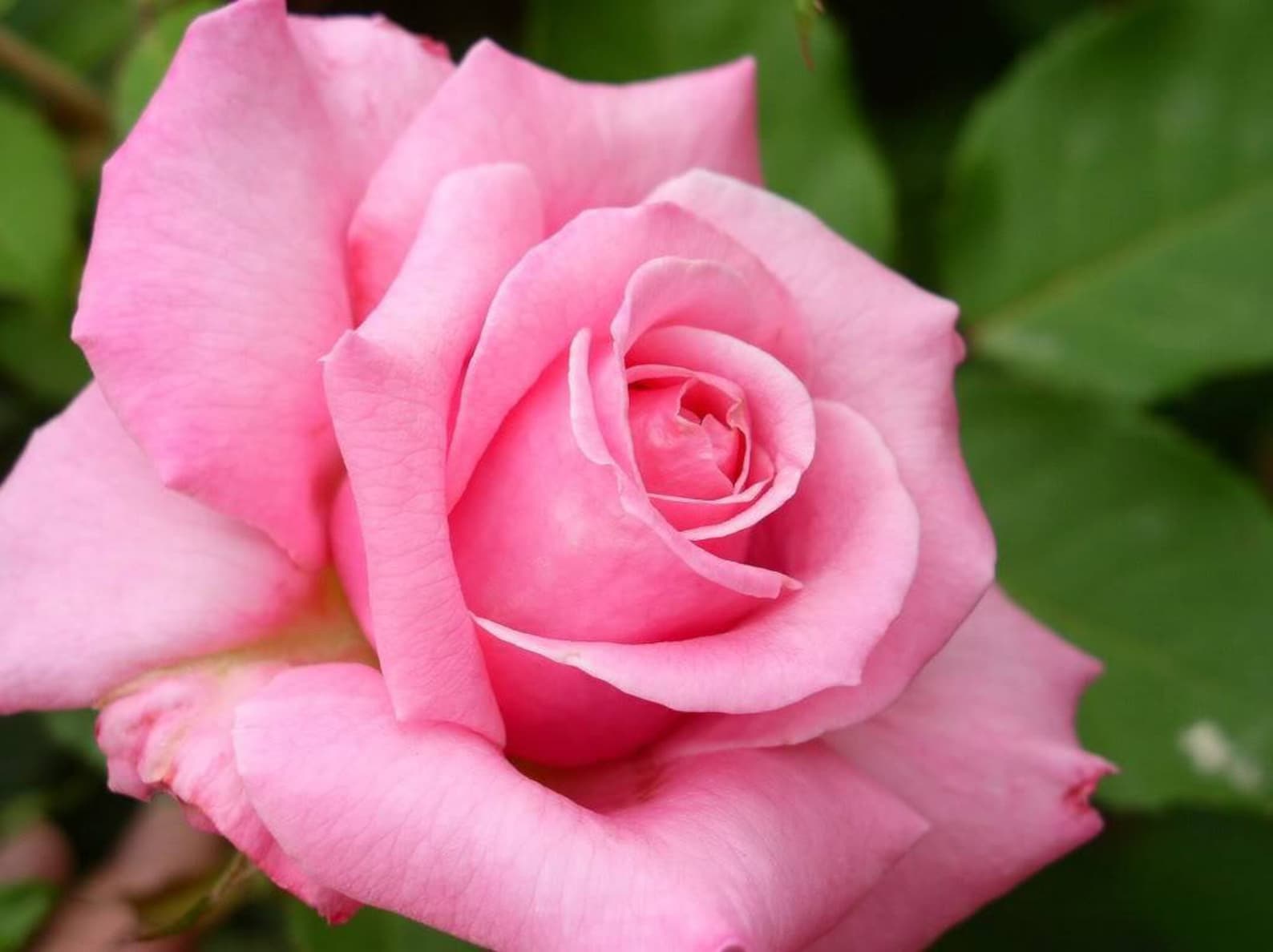 5 PINK ROSE Rosa Bush Shrub Perennial Flower Seeds flat - Etsy