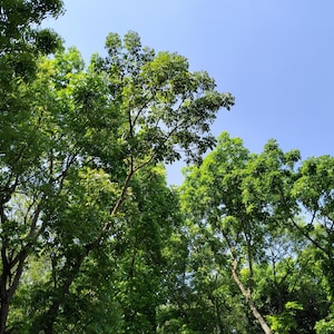 5 TRUE MAHOGANY TREE Honduran Big Leaf Sky Fruit Swietenia Macrophylla ...