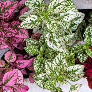 10 Dwarf Mixed Colors POLKA DOT PLANT Red Pink White Rose Splash Select ...