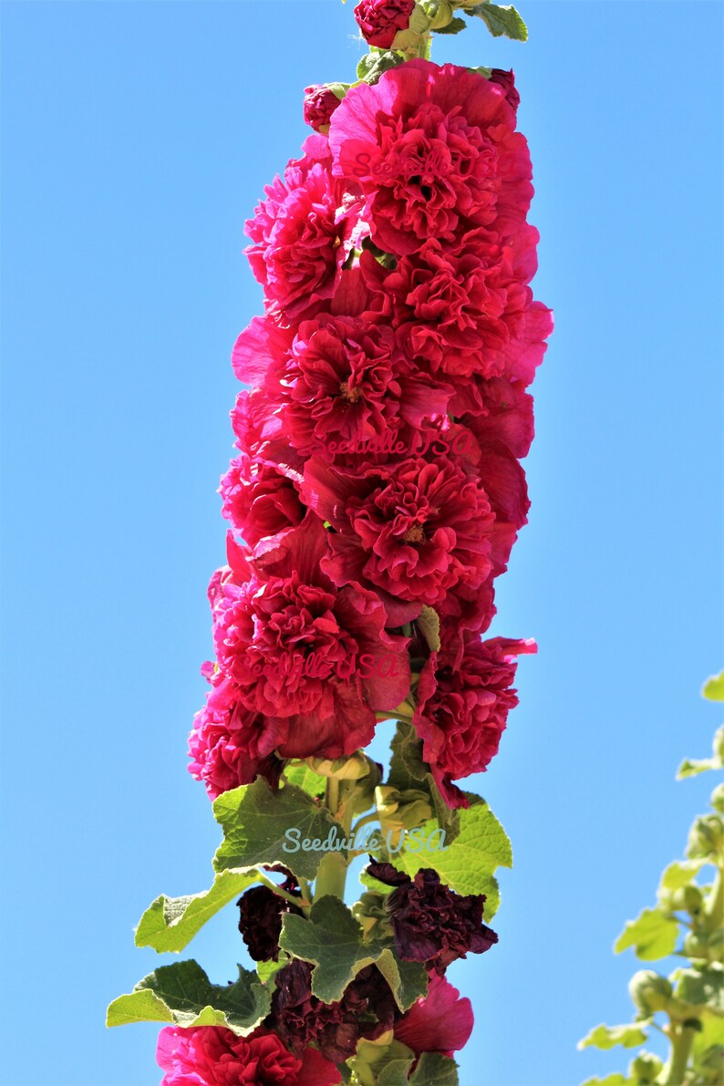 50 Dwarf Double HOLLYHOCK MAJORETTE MIX Alcea Rosea Red Pink | Etsy Canada