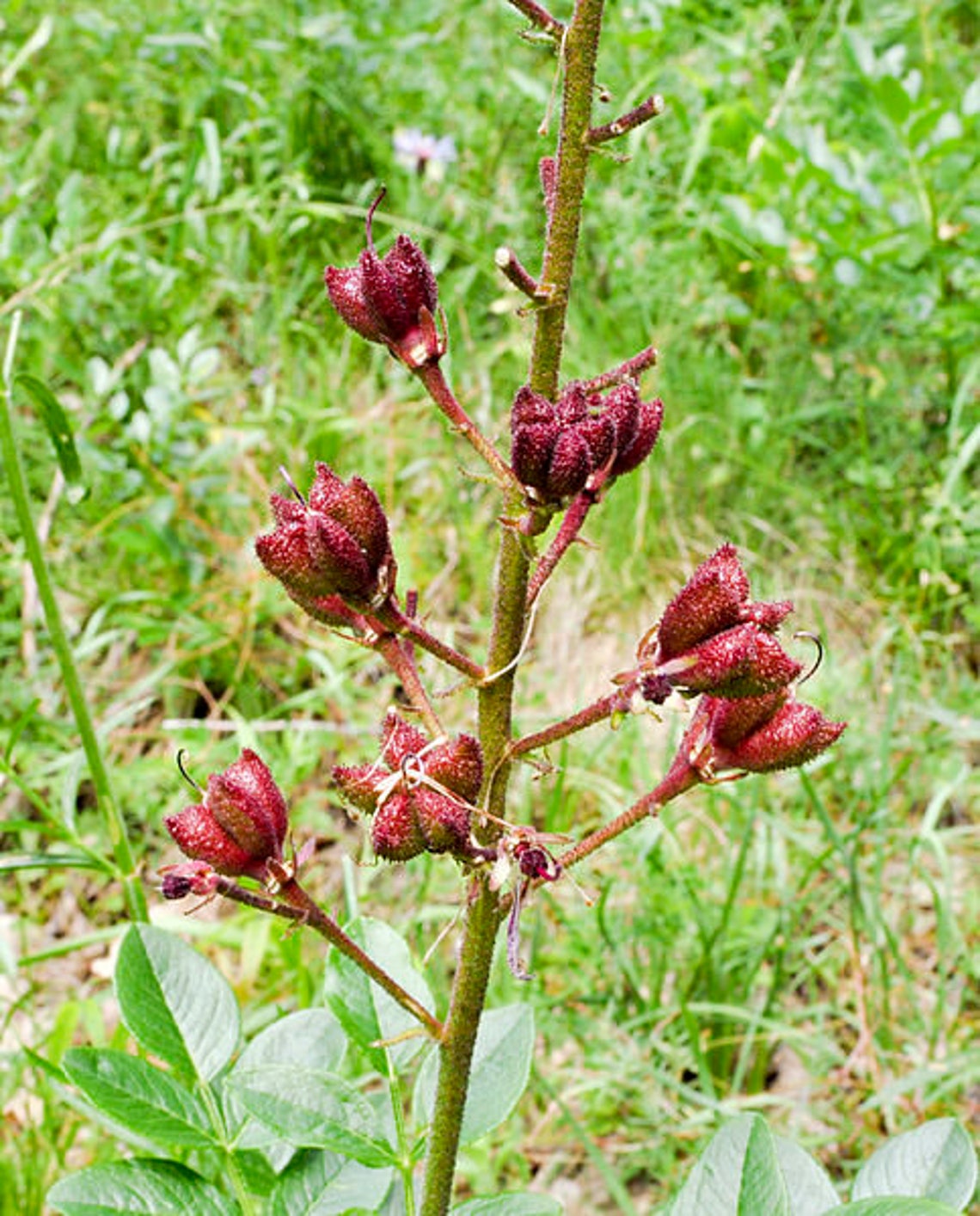 10 RED GAS PLANT Fragrant Fire Plant Dictamnus Albus Ruber - Etsy