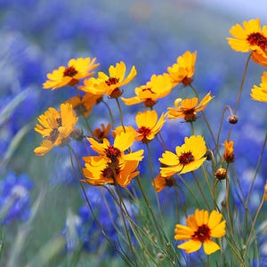 1000 GOLDEN WAVE COREOPSIS (goldenmane Tickseed) Coreopsis Basalis ...