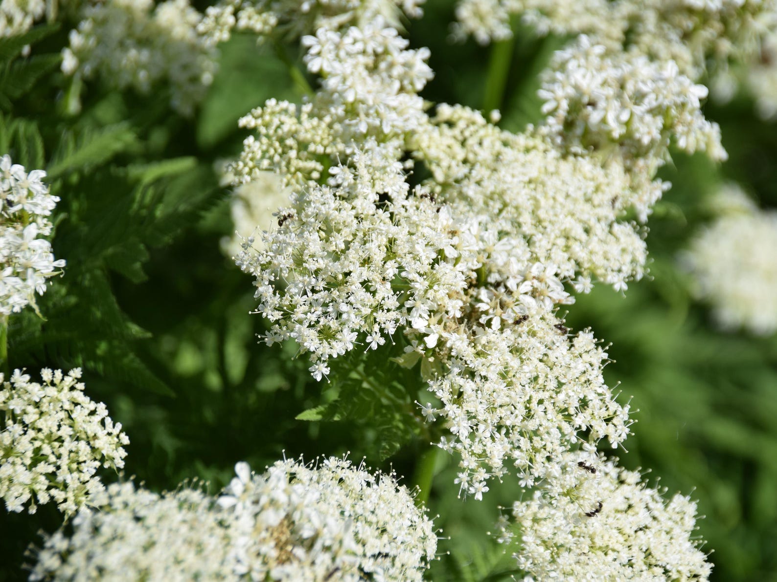 20 SWEET CICELY Myrrhis Odorata Herb Fragrant Flower Licorice Flavor ...