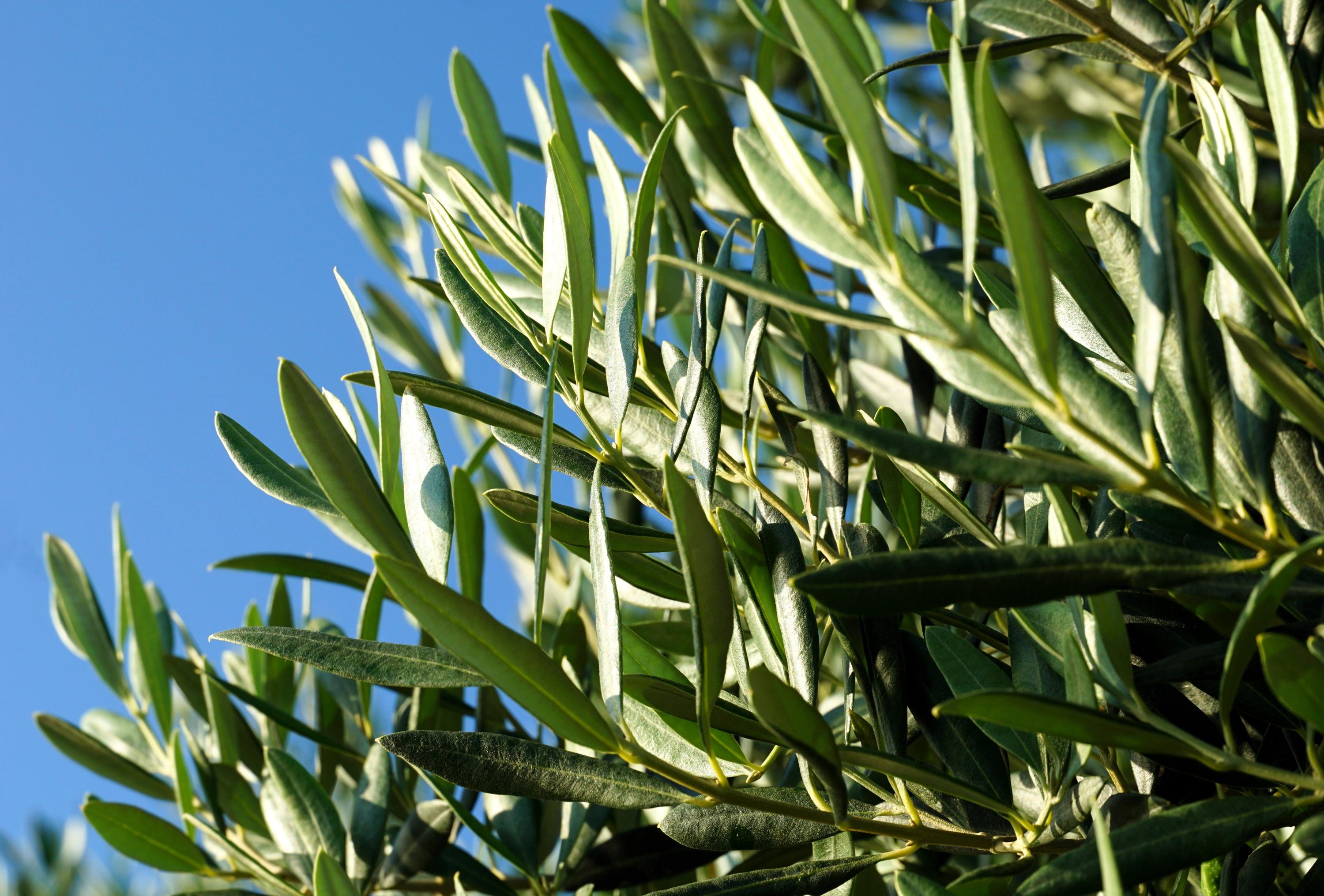 10 CANINO OLIVE TREE Olea Europaea Canino Edible European Common Green ...