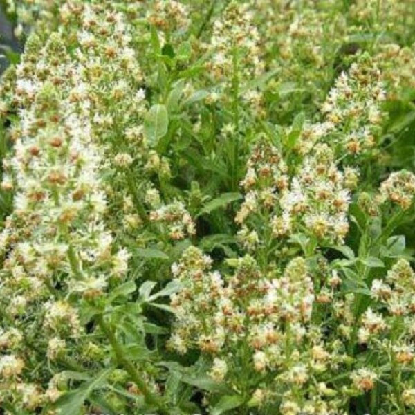 Reseda Alba Seeds - Etsy