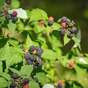 50 BLACK RASPBERRY Rubus Leucodermis Fruit Bush Vine Seeds - Etsy