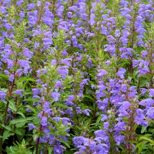 50 Purple False Dragon DRAGONS HEAD Obedient Plant Dracocephalum Flower ...