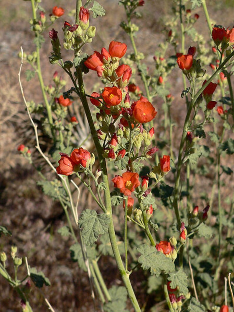 20 Apricot DESERT GLOBEMALLOW Mallow Sphaeralcea Ambigua - Etsy