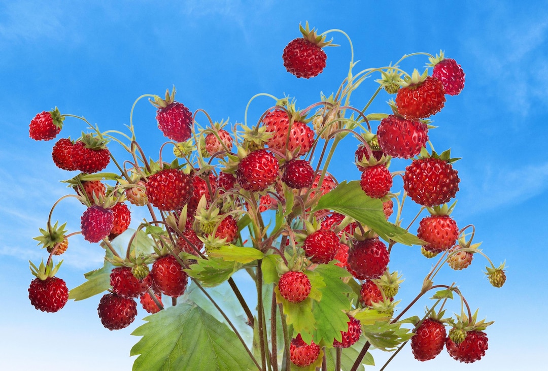 100 ALPINE STRAWBERRY Fragaria Vesca Red Fruit White Flower Seeds *comb ...