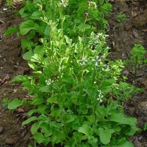 2000 ROQUETTE ARUGULA Aka Rocket / Rucola / Rugula Eruca Vesicaria ...