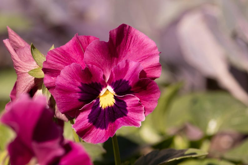 50 RASPBERRY BLOTCH PANSY Swiss Giant Viola Wittrockiana Pink Flower ...