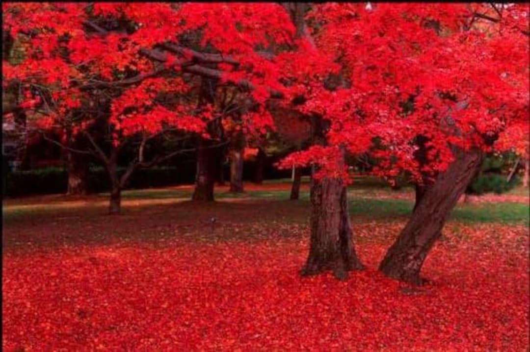 25 Scarlet CAROLINA RED MAPLE Tree Acer Rubrum Seeds - Etsy
