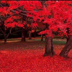 25 Scarlet CAROLINA RED MAPLE Tree Acer Rubrum Seeds - Etsy