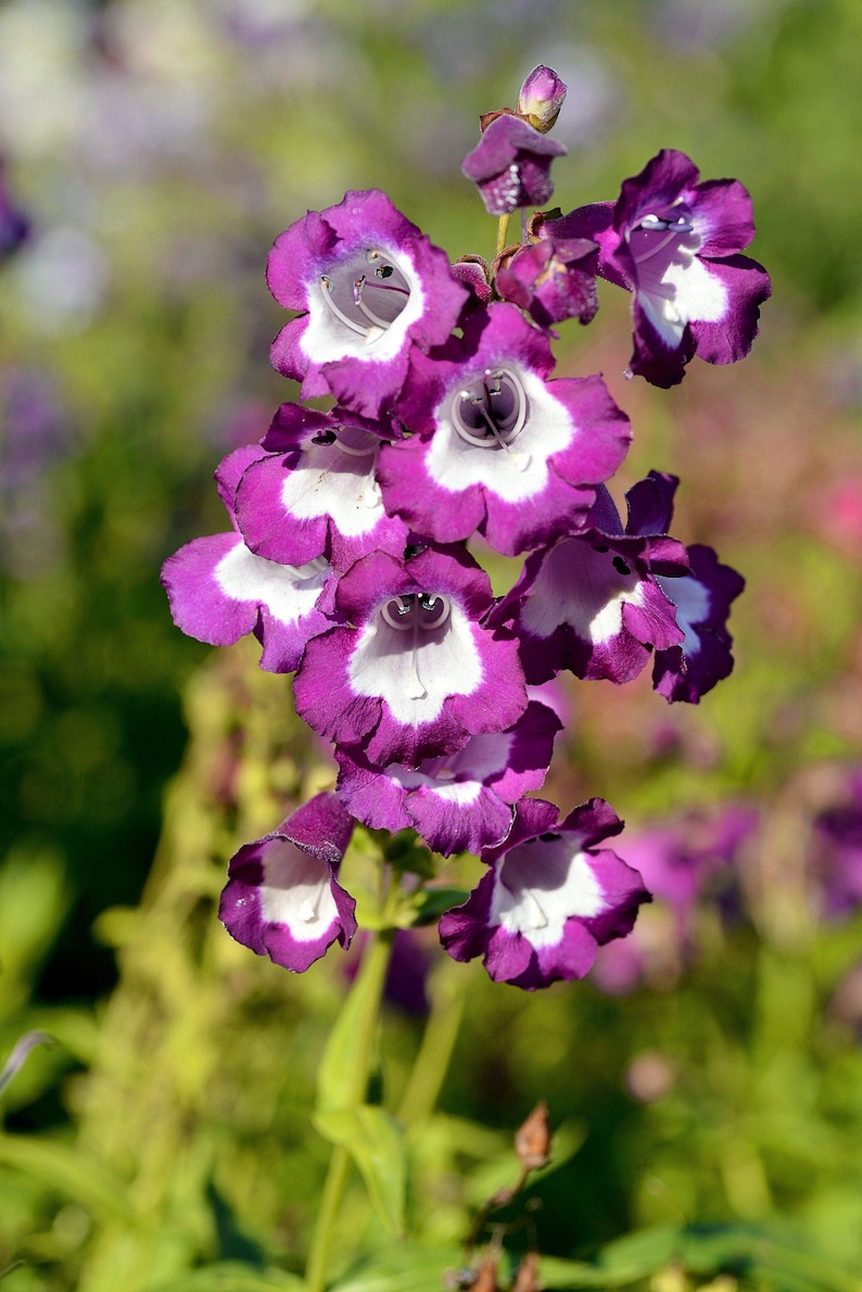 100 SENSATION MIX PENSTEMON Hartwegii Beardtongue Mixed Colors Two Tone ...