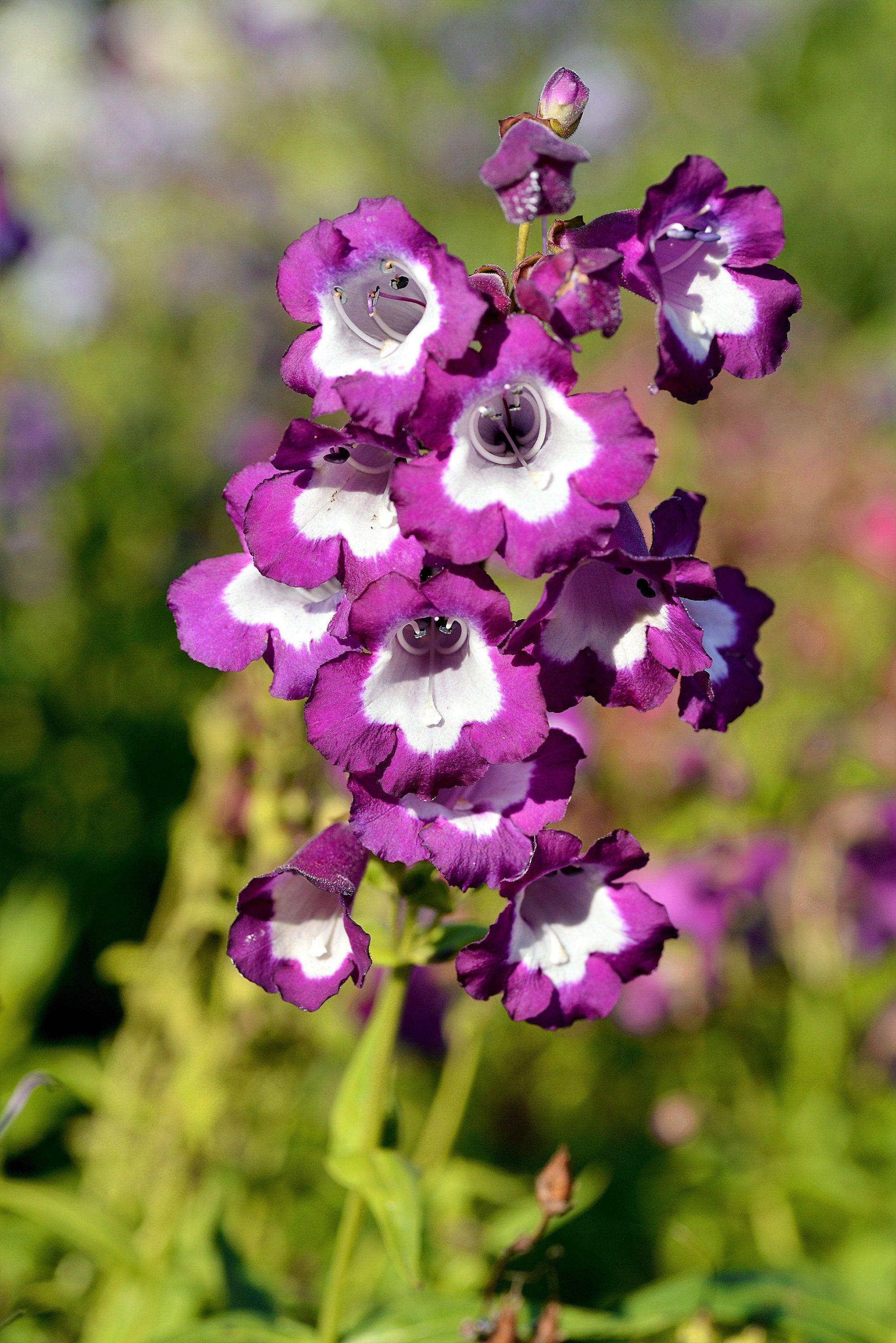 100 SENSATION MIX PENSTEMON Hartwegii Beardtongue Mixed Colors Two Tone ...